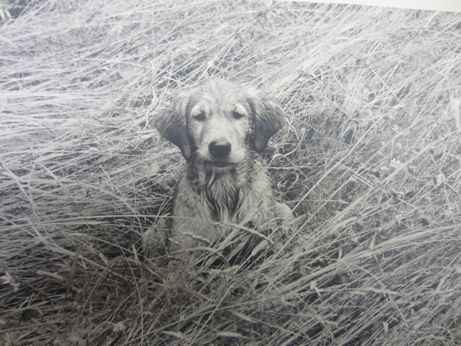 That Darn Dog » Four Decades of Dogs