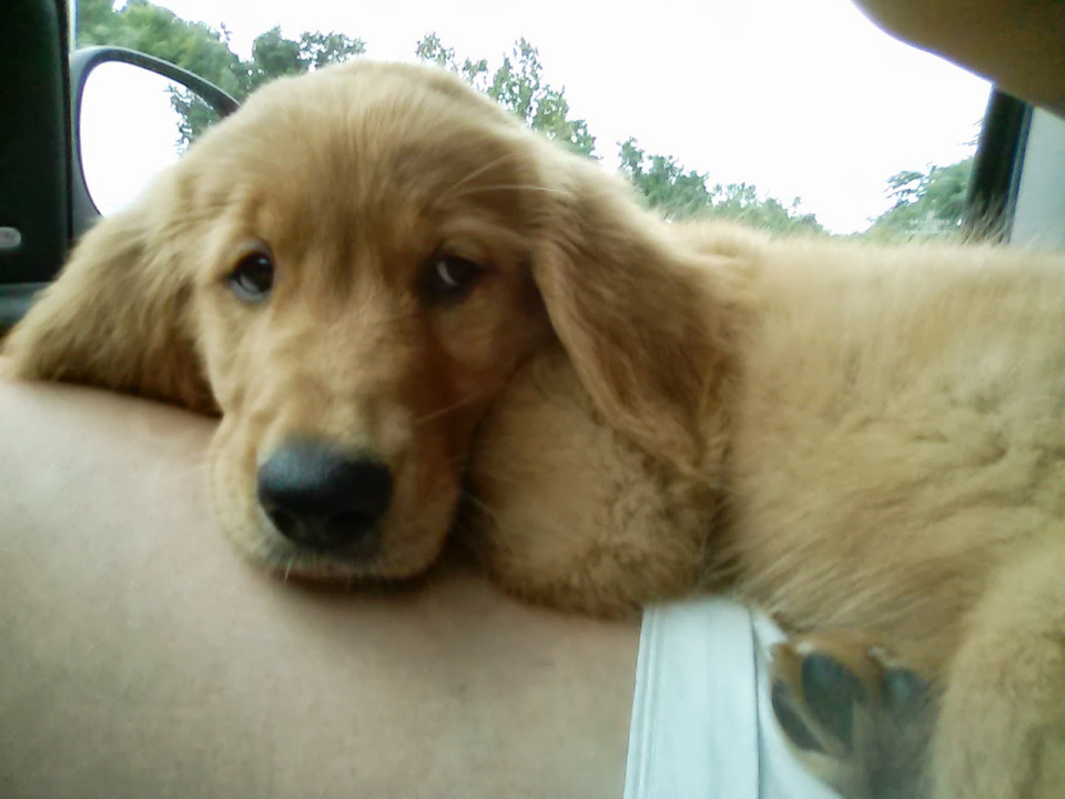 Puppy Love | That Darn Dog