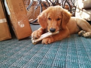 Dogs will be Dogs | That Darn Dog